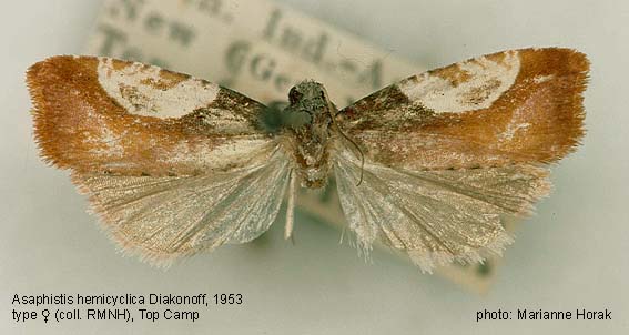 Papua Insects Foundation (Lepidoptera/Tortricidae)